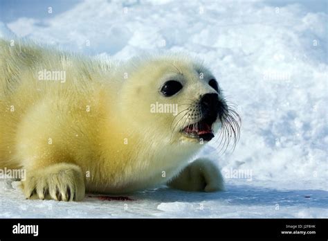 Cute Harp Seals Pups