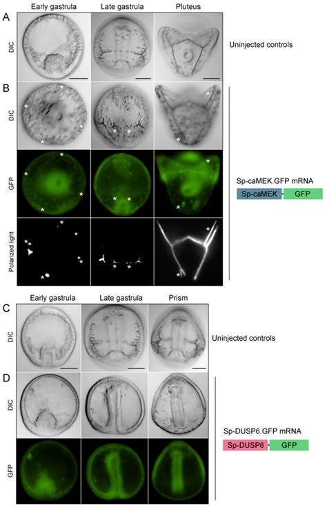 Figure S8 Overexpression Of Constitutively Active S Purpuratus Mek Download Scientific
