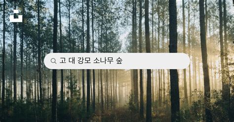 고대 브리슬콘 소나무 숲 사진 Unsplash에서 무료 이미지 다운로드