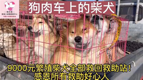 繁殖犬一生有多悲哀，被迫繁殖一生，最后还要被卖上狗肉车！ Youtube