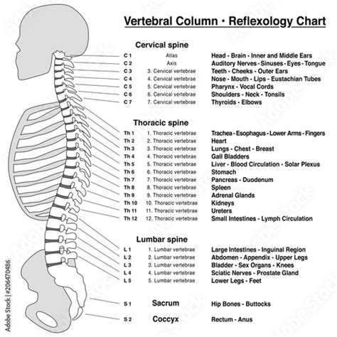 Spine Column Reflexology Chart Vertebral Column With Names And Numbers