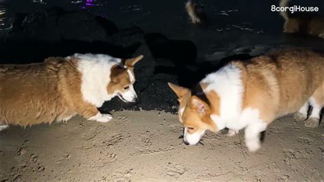 난생 처음 게🦀를 만난 개🐕의 반응은 Youtube