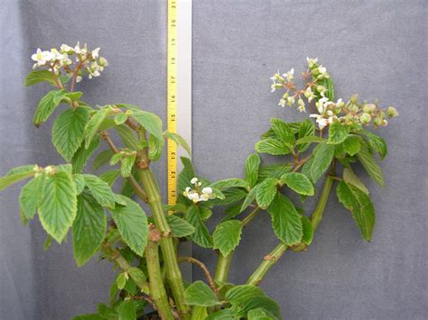 Angiosperms Flowering Plants