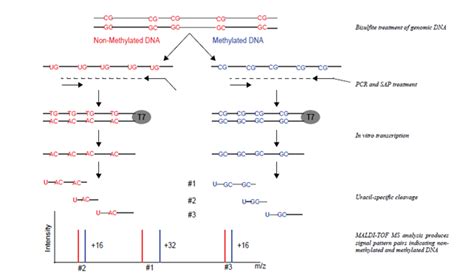 基因组技术服务 甲基化研究服务 靶向Massarray 甲基化定量 博淼生物科技北京有限公司
