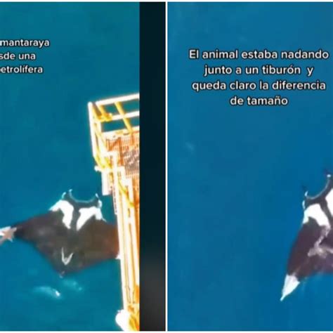 Captan A Una Mantarraya Gigante Usuarios De Tiktok No Pueden Creer Que