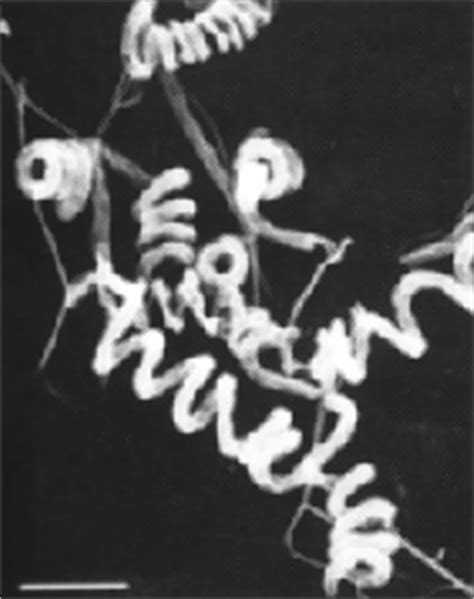 Microbe Pundit Where The Wild Things Are And Where Avermectin Comes From