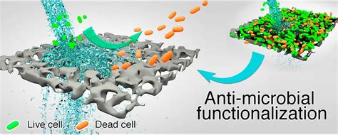 Illustration Of Antimicrobial Activity On A Surface Of An Antimicrobial Download Scientific