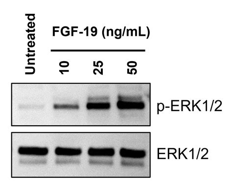 Proteintech Fgf 19 Endotoxin Free Recombinant Protein Human Cell