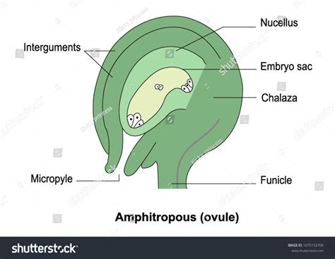 Illustration Of Amphitropous Ovule Royalty Free Stock Vector
