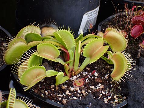 Venus Flytrap Typical Form Succulent Flytraps