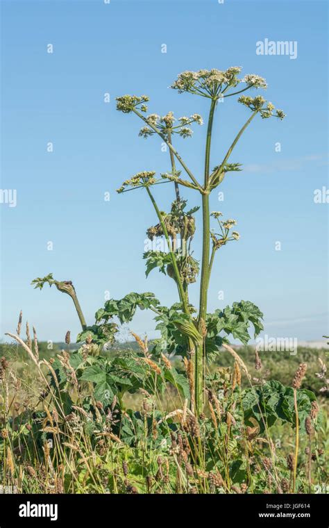 Hogweed Cow Parsnip Heracleum Sphondylium Plant In Flower Set Against A Blue Summer Sky Cow