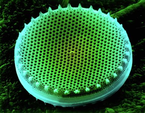 Diatom Frustule Centric Photograph By Dennis Kunkel Microscopy