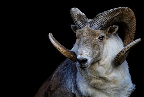 Aries Zodiac Sign Personality And Characteristics Womans World