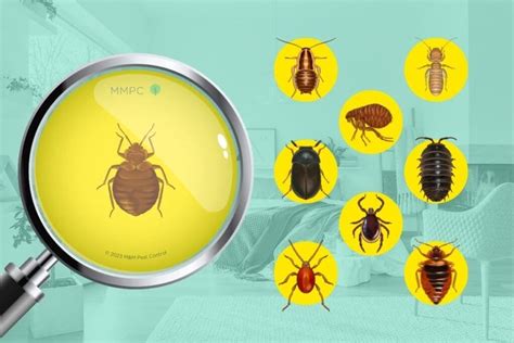 Bugs That Look Like Ticks But Arent