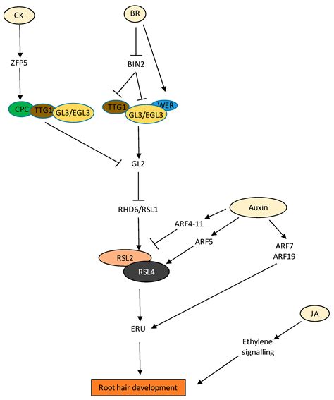 Understanding the Intricate Web of Phytohormone Signalling in Modulating Root System Architecture