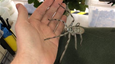 Australian Huntsman Spider Dit Is Wat Je Moet Weten Klik Hier