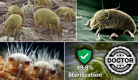 Crushing Bed Bugs Our Secret Weapon Revealed To Winning The War Against Infestations