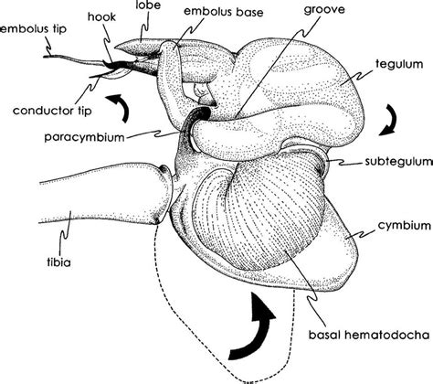 —movements Small Arrows Of Embolus Base And Tegulum That Resulted Download Scientific Diagram