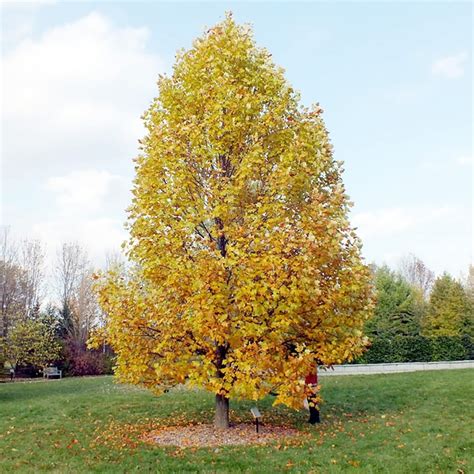 Liriodendron Tulipifera Tulip Tree Winding Creek Nursery