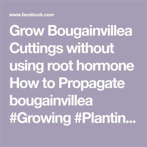 How To Propagate Bougainvillea Cuttings