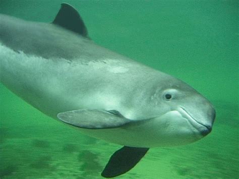 Evaluation Of Immune And Stress Status In Harbour Porpoises Can