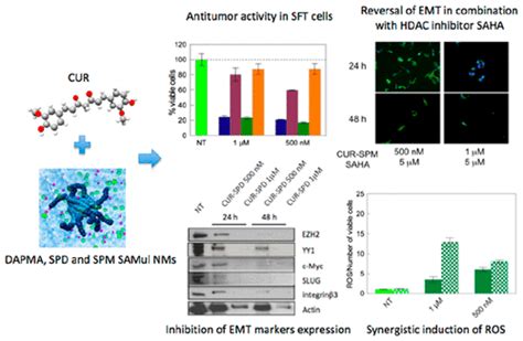 自组装纳米胶束作为姜黄素药物递送载体对孤立性纤维瘤细胞蛋白表达和活力的影响 Molecular Pharmaceutics X MOL
