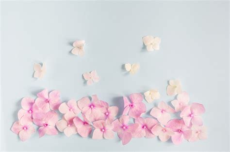 파란색 배경에 분홍색 수국꽃의 꽃에서 패턴 플랫 레이 및 코스메틱 배경 상단 보기 0명에 대한 스톡 사진 및 기타 이미지 0