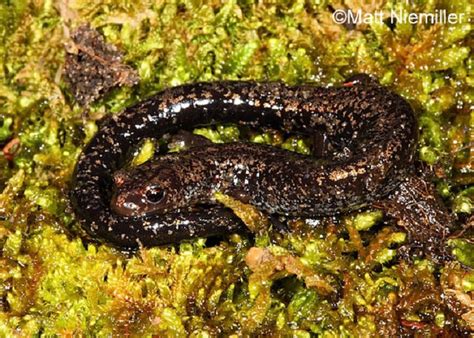 Southern Ravine Salamander State Of Tennessee Wildlife Resources Agency