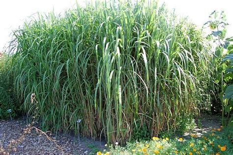 Giant Maiden Grass Miscanthus Giganteus