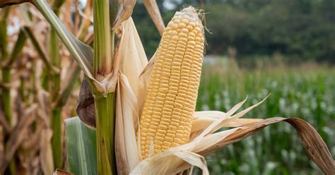 Bác Sĩ Chỉ Ra Nhiều Lợi ích Của Bắp Lưu ý Khi ăn Giảm Cân Vietnamvn