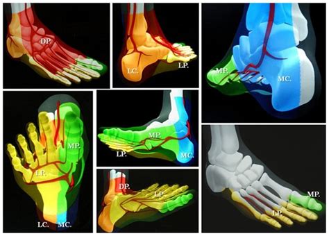 A Simplified Illustration Of Previously Suggested Angiosomes Of The