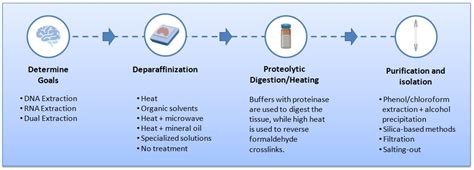 Tissue Frozen In Time Biotium