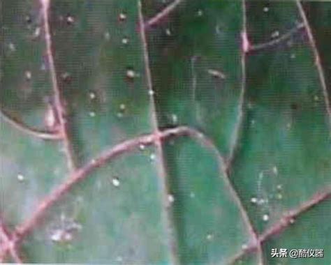 瓷器微觀鑑別初學者必讀淺識開片與析鹽 每日頭條