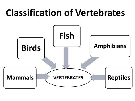 Level Of Classification Vertebrates At Clarence Alice Blog