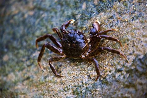 홍게 수율 게의 종류 홍게 효능 게 고르는 꿀팁 포함 네이버 블로그