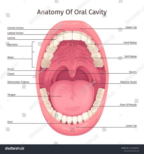 Human Anatomy Mouth Oral Mucosa Oral Mucous Membrane Pictorial