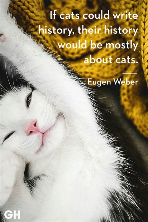 Funny Kitten Pictures With Words