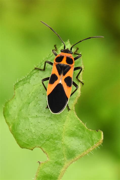 甲虫三昧