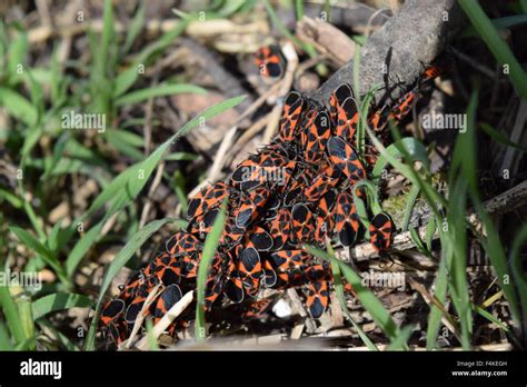 Two Firebugs Mating And Walking Backwards Spring Nature Fire Bug Red