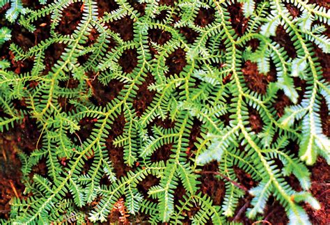 Lycophyte Definition Taxonomy Characteristics Examples And Facts