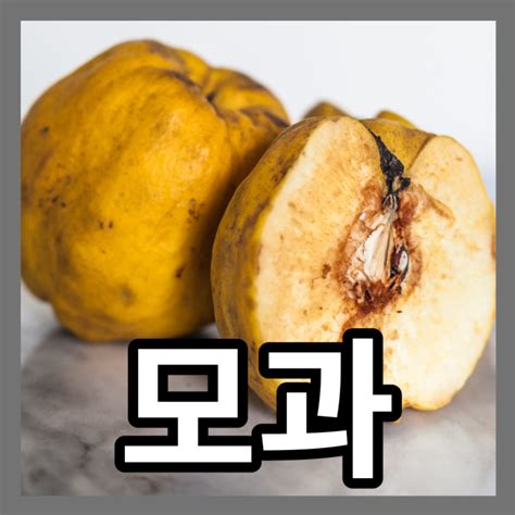 모과 효능과 모과차 만들기 청 생 말린 열매포토 네이버 블로그