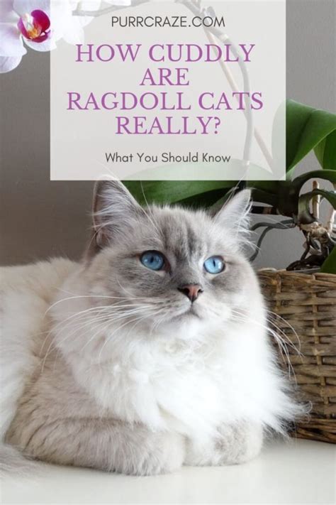 Biggest Cats 7 Largest Cat Breeds Artofit