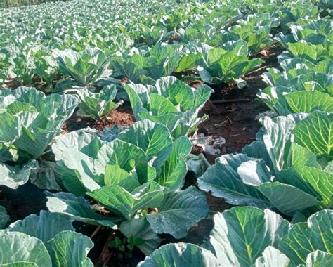 Efficient Cabbage Farming Techniques In Kenya