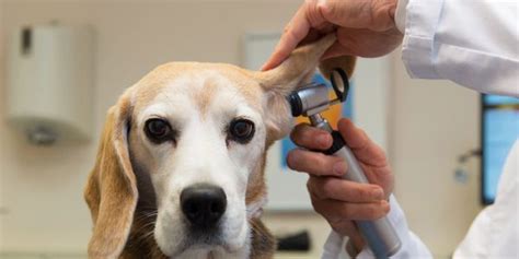 Affordable Vet Care
