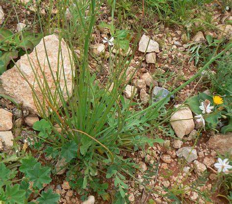 Asphodelus Tenuifolius Biodiversité Végétale Du Sud Ouest Marocain