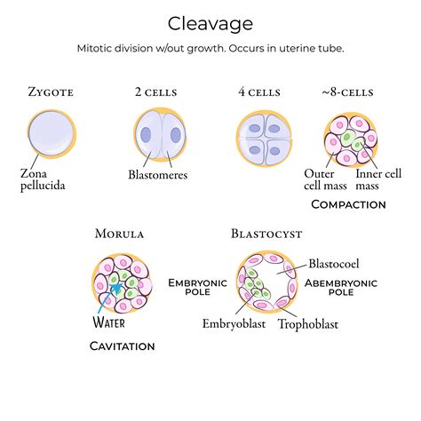 Implantation Human Embryo Development
