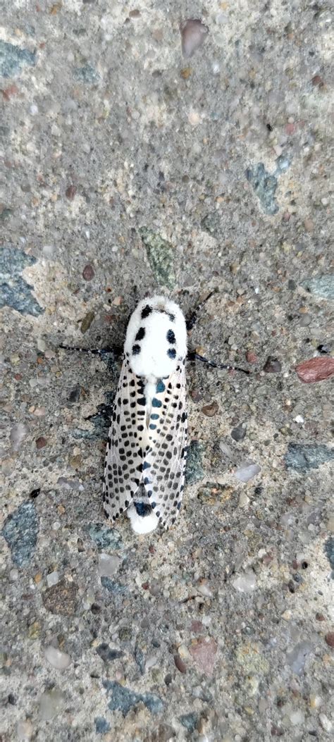Who Is This R Whatisthisbug
