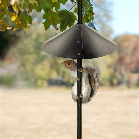 Amazon.com : KaSIlio Wrap Around Squirrel Proof Baffle - Squirrel Baffles for Bird Feeders ...