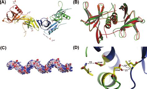 Tetrameric Arrangement Of G104e Crystals A G104e Structure Download Scientific Diagram