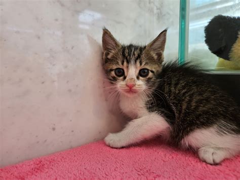 코리안숏헤어 핑크콩 샴분양가격 셀커크렉스분양가격 스코티쉬폴드분양가격 스핑크스분양가격 아메리칸숏헤어분양가격 아메리칸컬분양가격 아비시니안분양가격 엑조틱분양가격 터키시앙고라분양